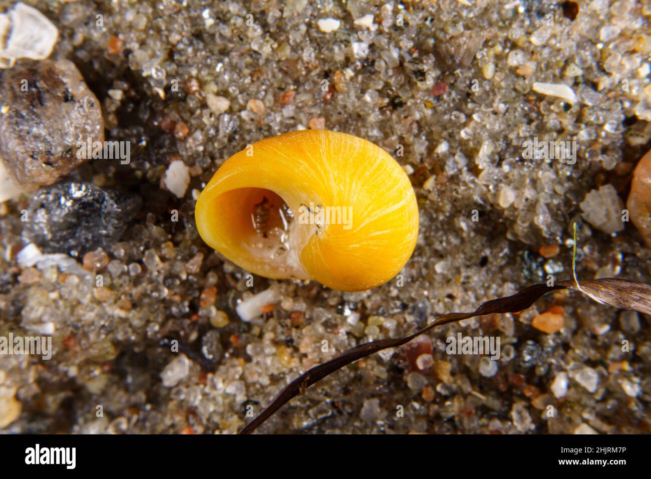 Yellow seashell that has washed up on a beach Stock Photo - Alamy
