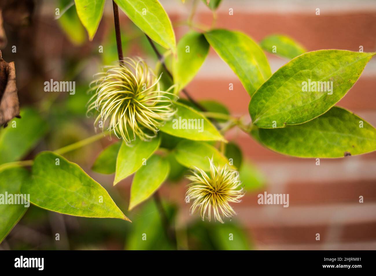 Saw these beautiful little twirlies in the landscape and couldn't ...