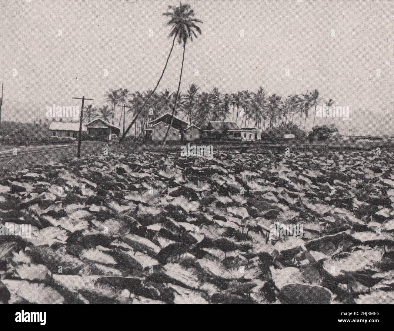 Large taro field on one of the Hawaiian Islands. North Pacific Islands ...