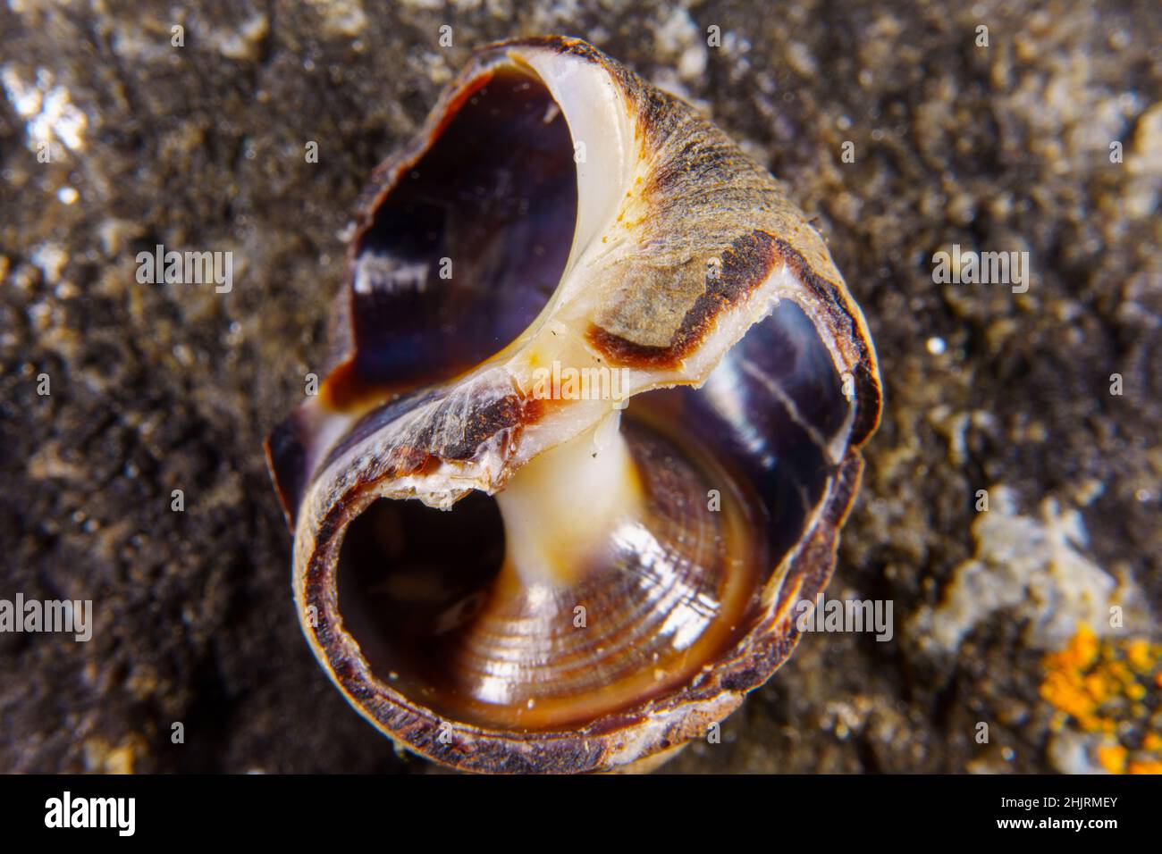 Seashell that has washed up on a beach Stock Photo - Alamy