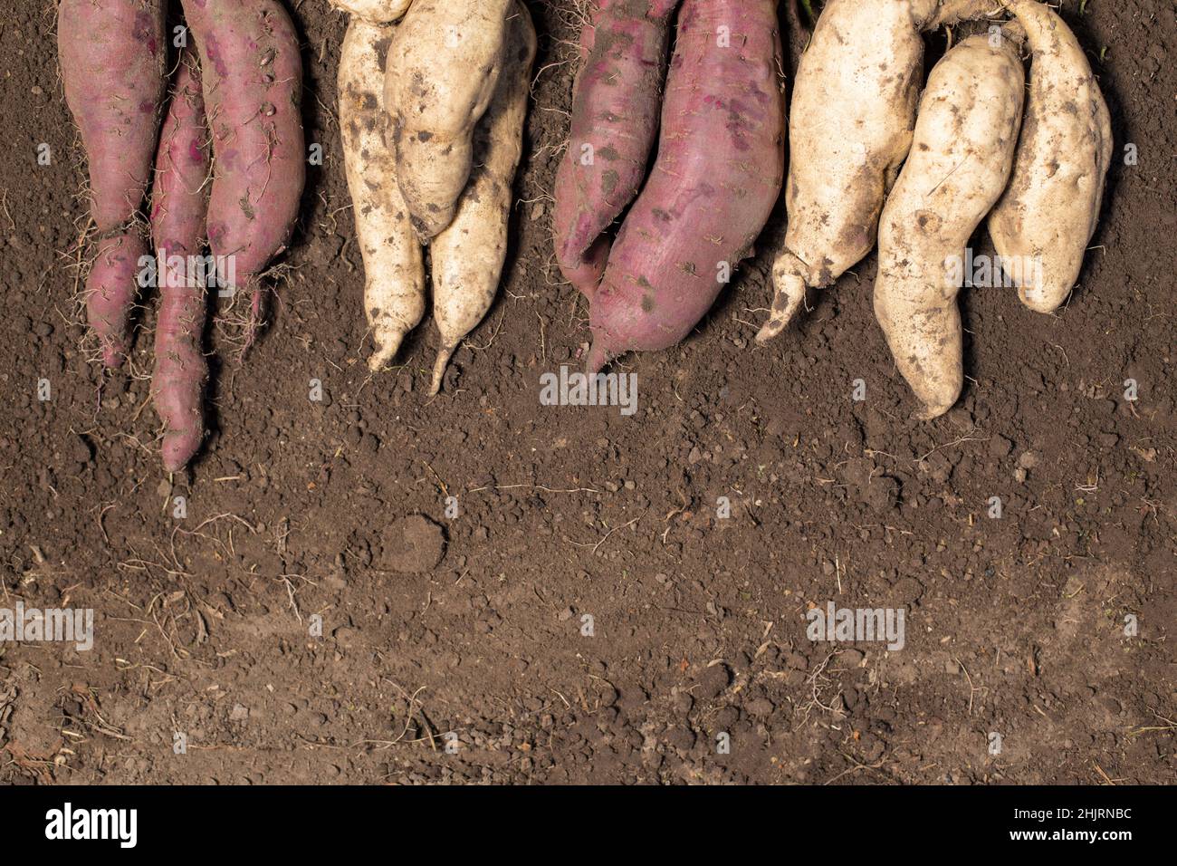 Sweet Potato Roots