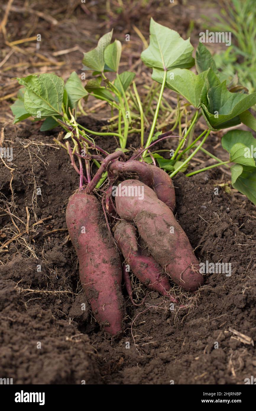 Potato roots dirt hi-res stock photography and images - Alamy