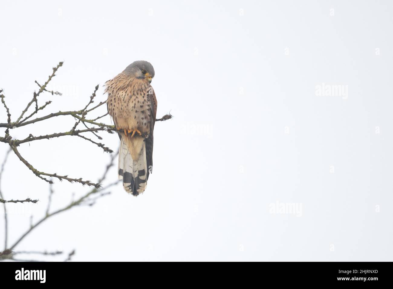 Common Kestrel (Falco tinnunculus) Clippesby Norfolk GB UK January 2022 ...
