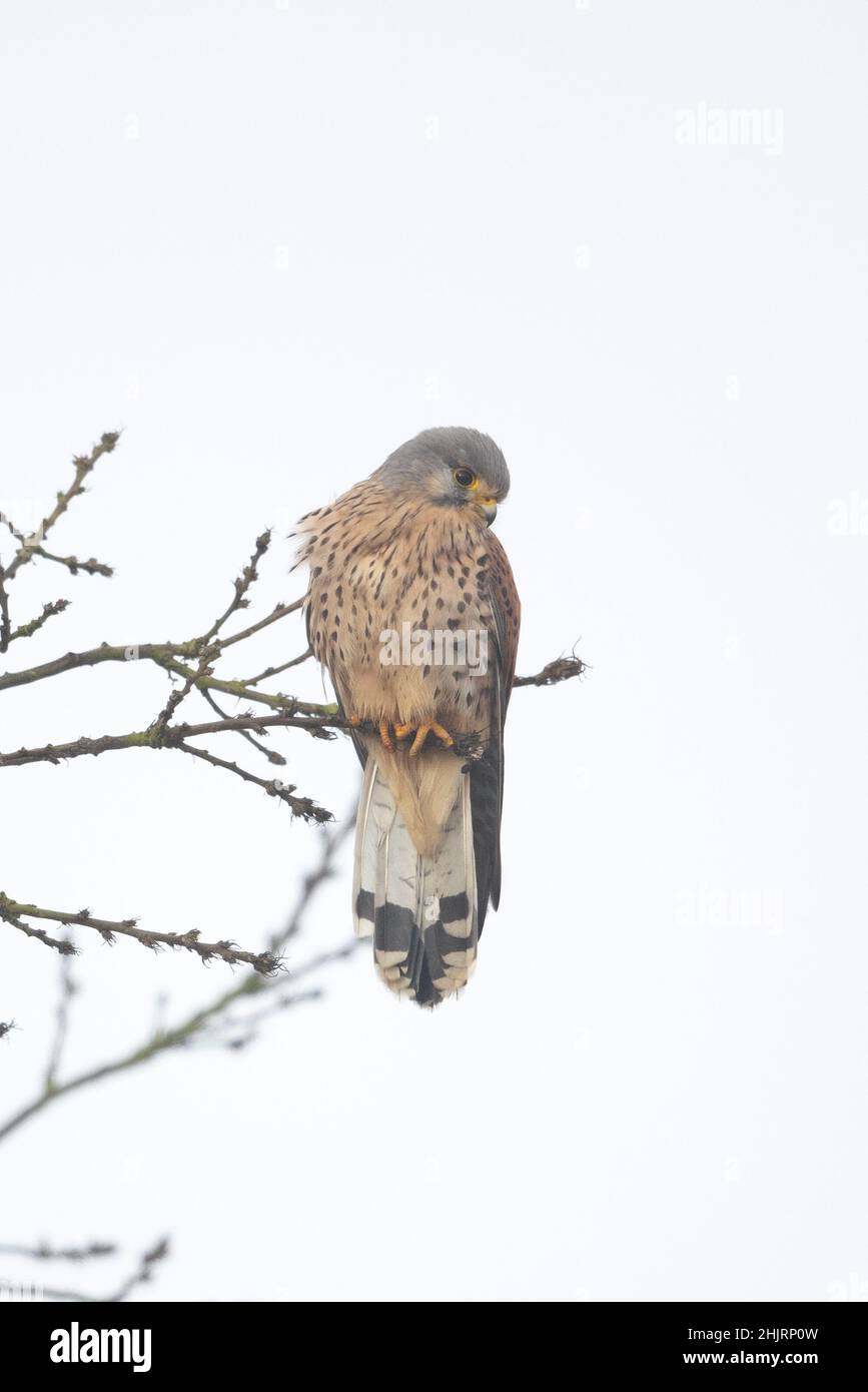 Common Kestrel (Falco tinnunculus) Clippesby Norfolk GB UK January 2022 ...