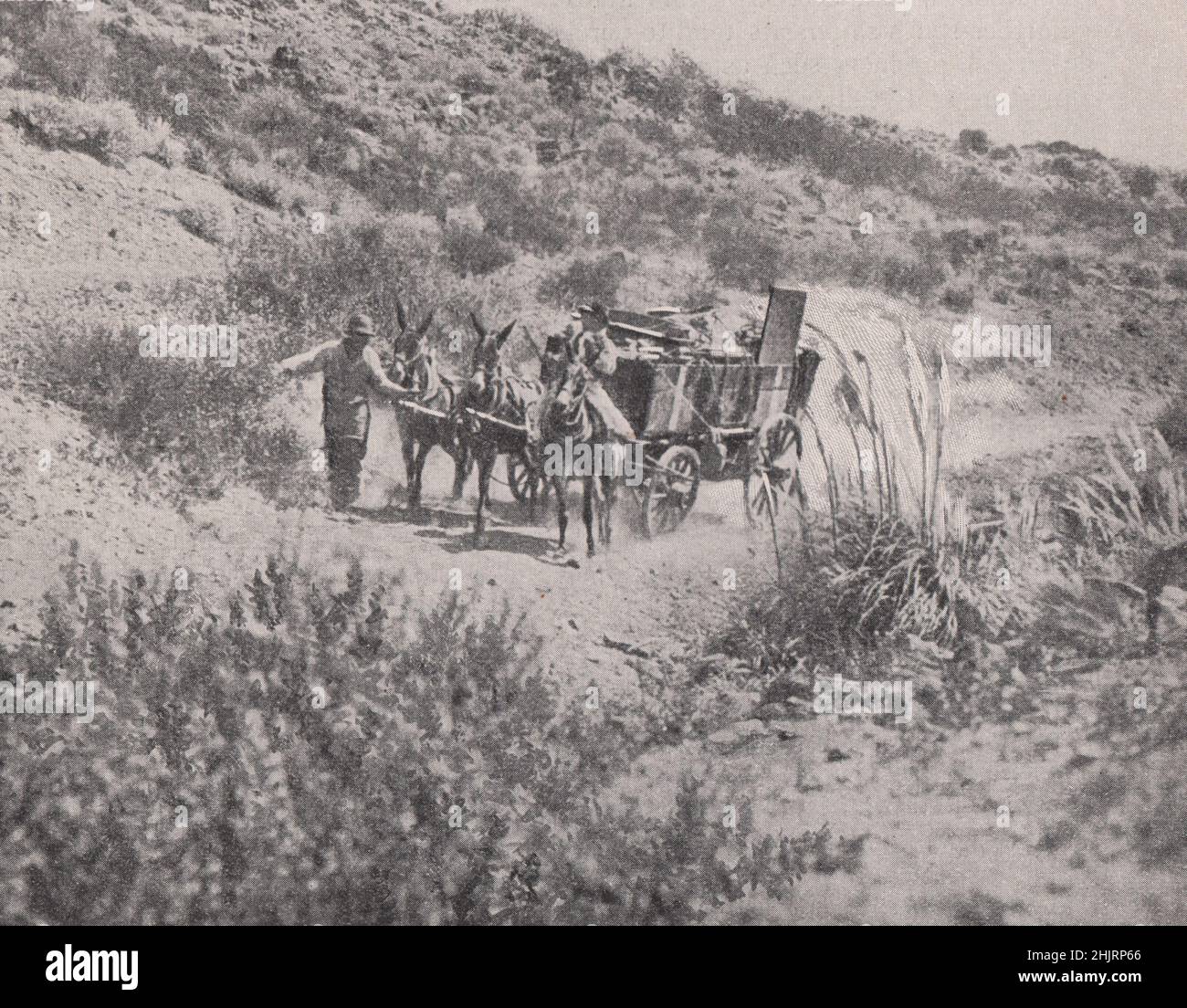 Mule Wagon on a sandy track across the tablelands. South America ...