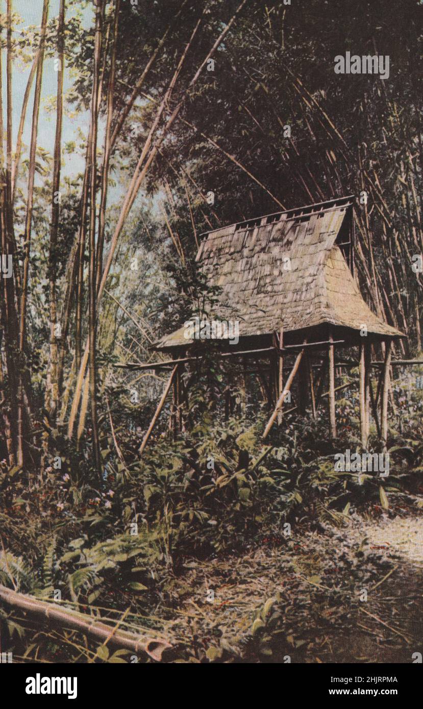 On Mindanao material for building the native houses grows on every hand ...