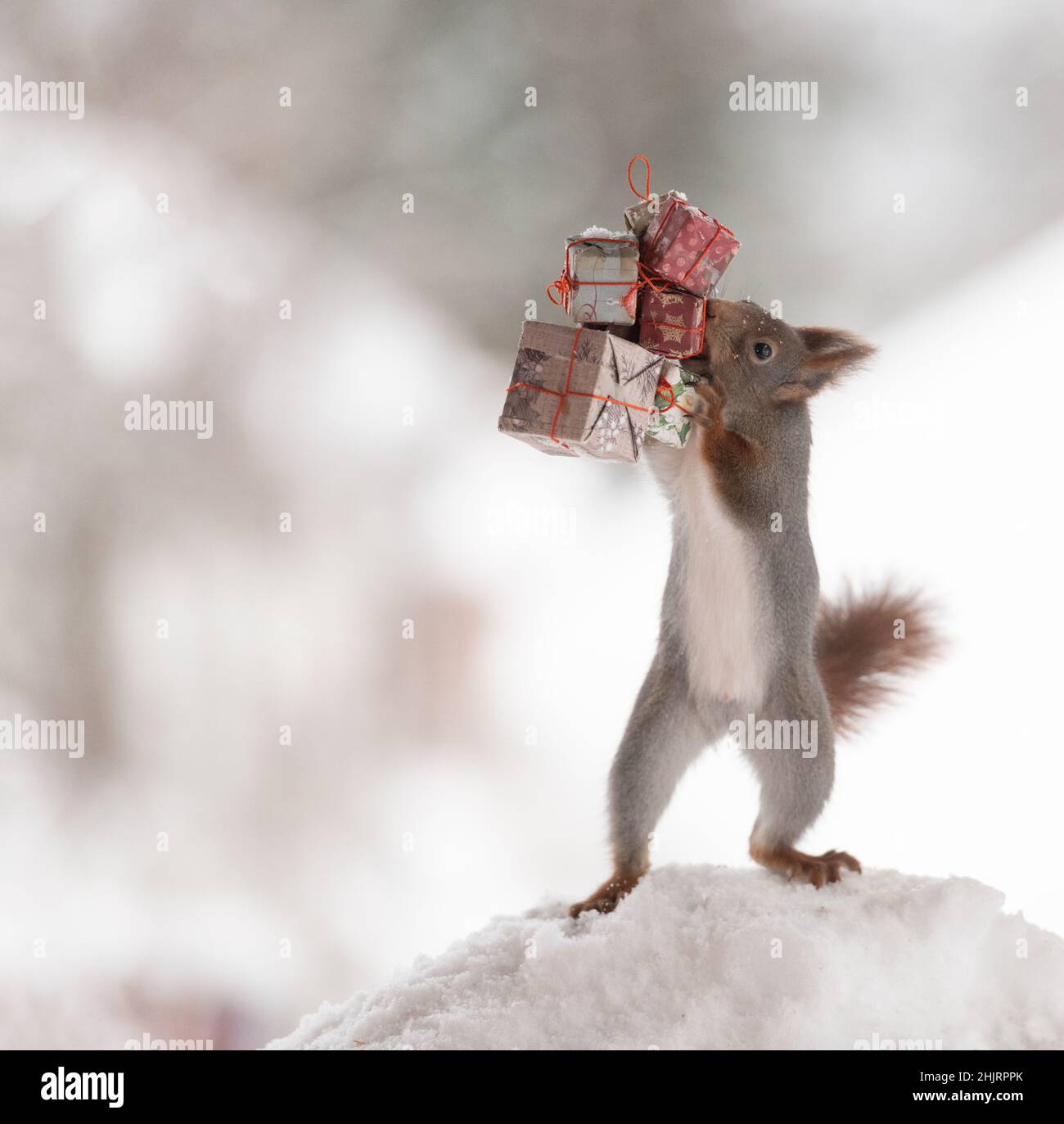 Animal lift hi-res stock photography and images - Alamy
