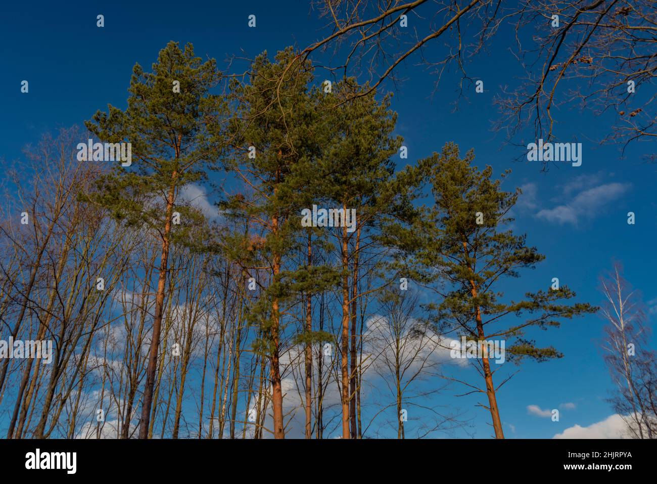 Windy pine tree forest in hi-res stock photography and images - Alamy