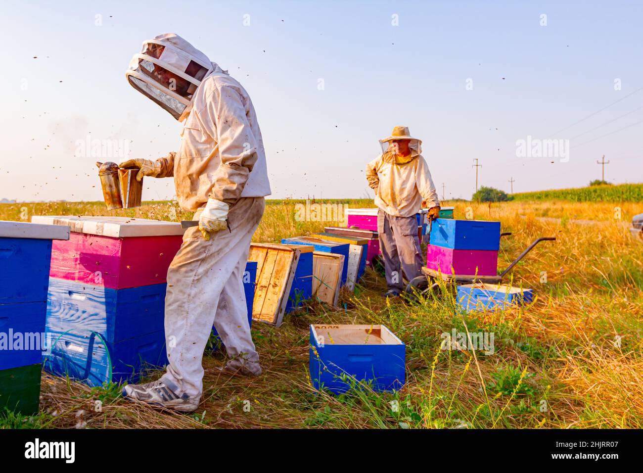 Beekeeper is taking out the honeycomb on wooden frame to control ...