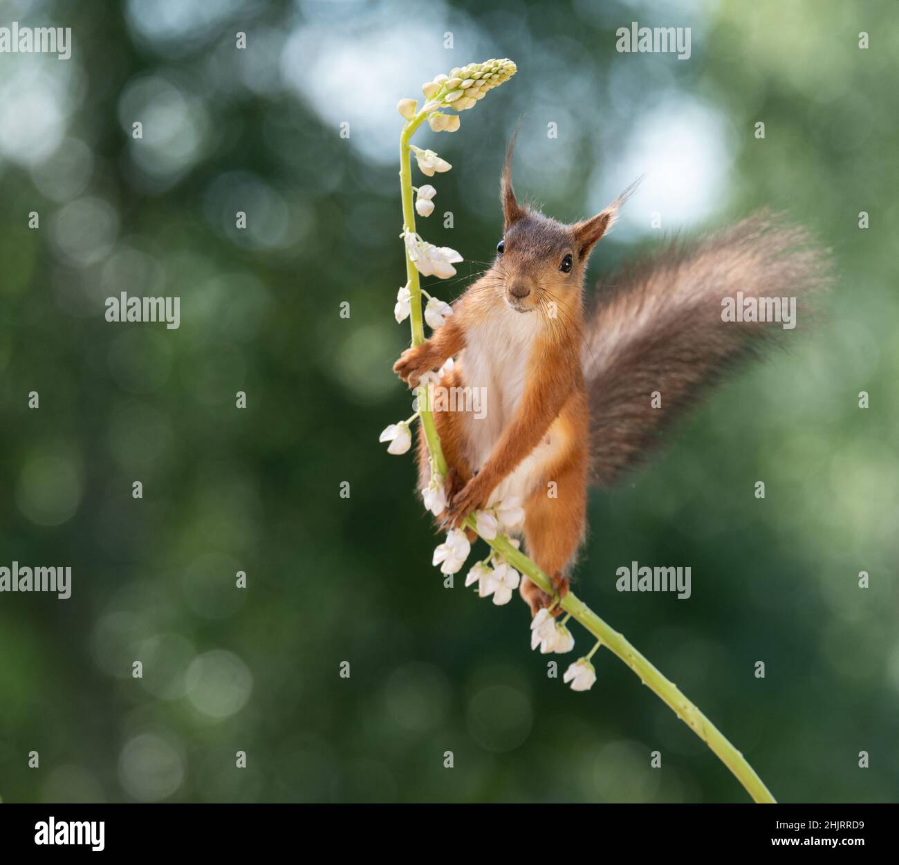 Squirrel flower hi-res stock photography and images - Alamy
