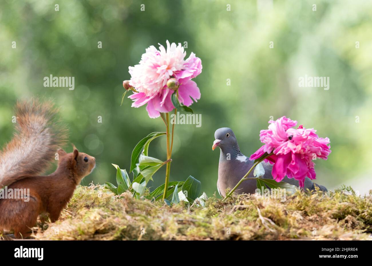 Squirrel and pigeon hi-res stock photography and images - Alamy