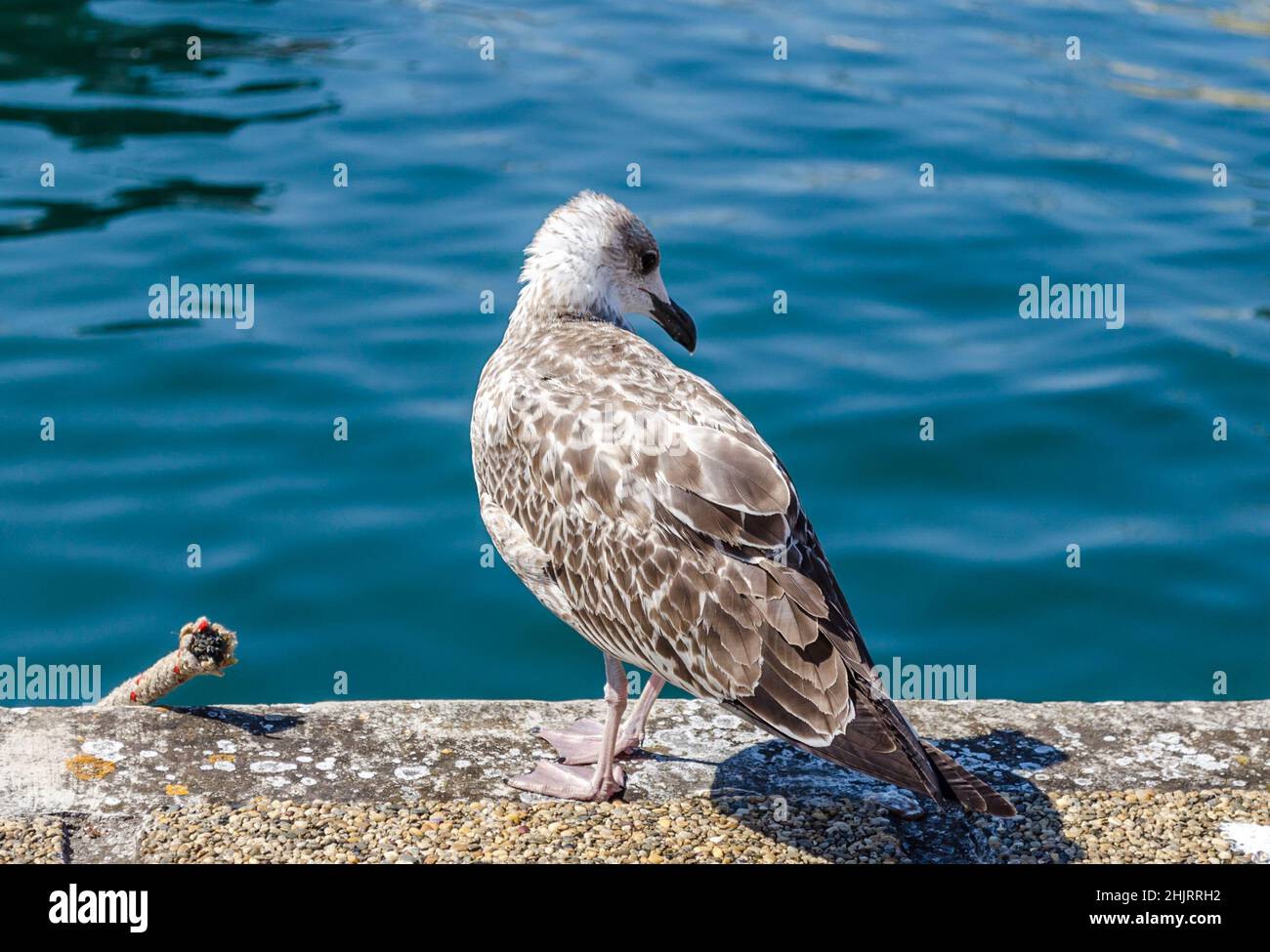Back view bird hi-res stock photography and images - Alamy