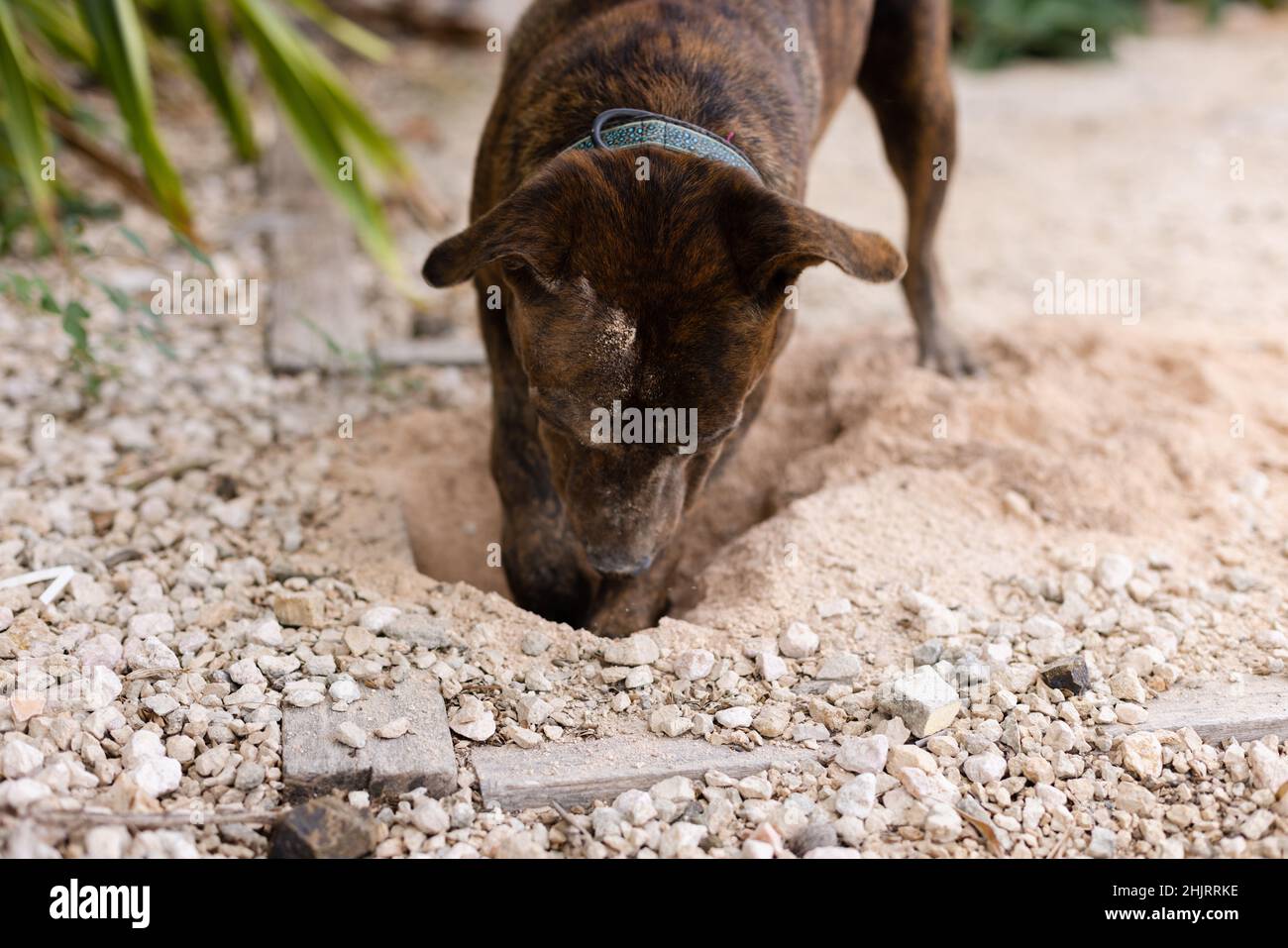 Staffordshire terrier digging hole in a garden Stock Photo - Alamy