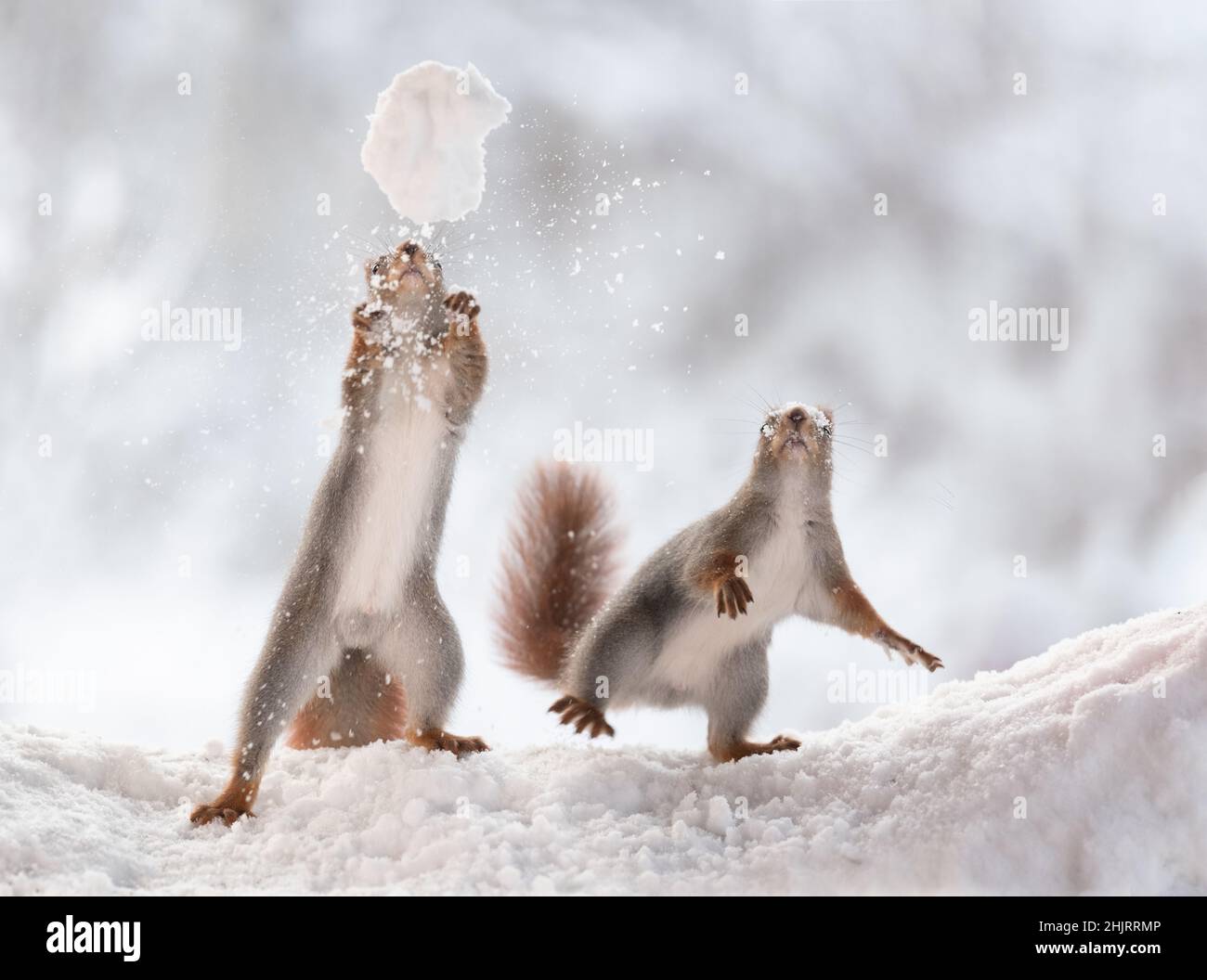Exploding snow High Resolution Stock Photography and Images - Alamy