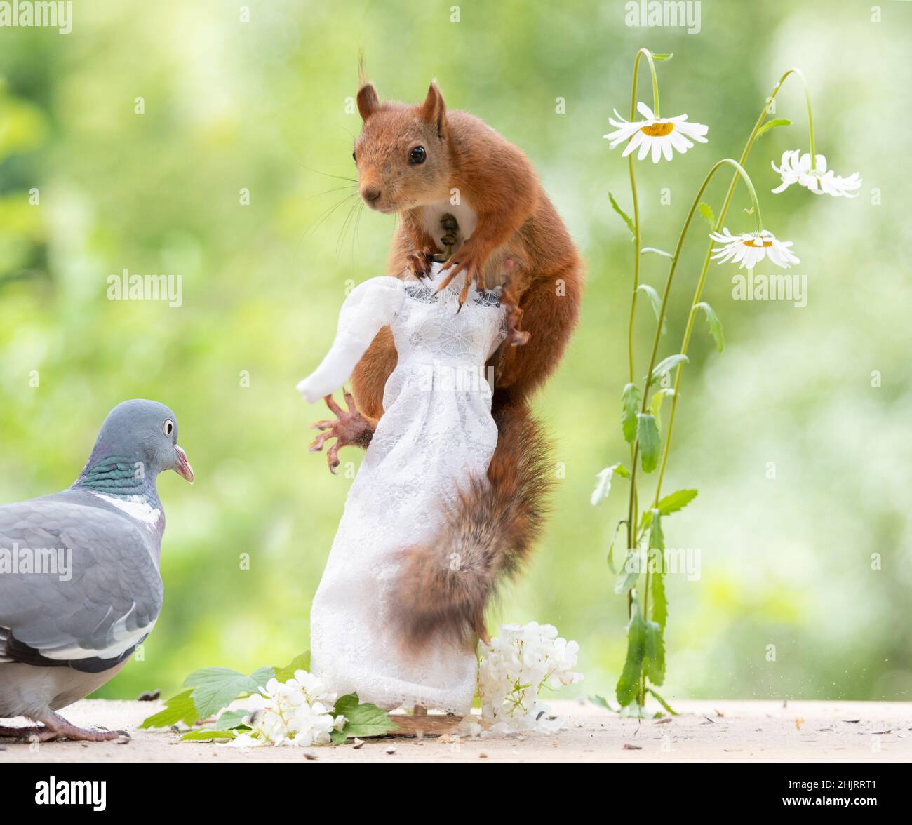 Congrats flower hi-res stock photography and images - Alamy