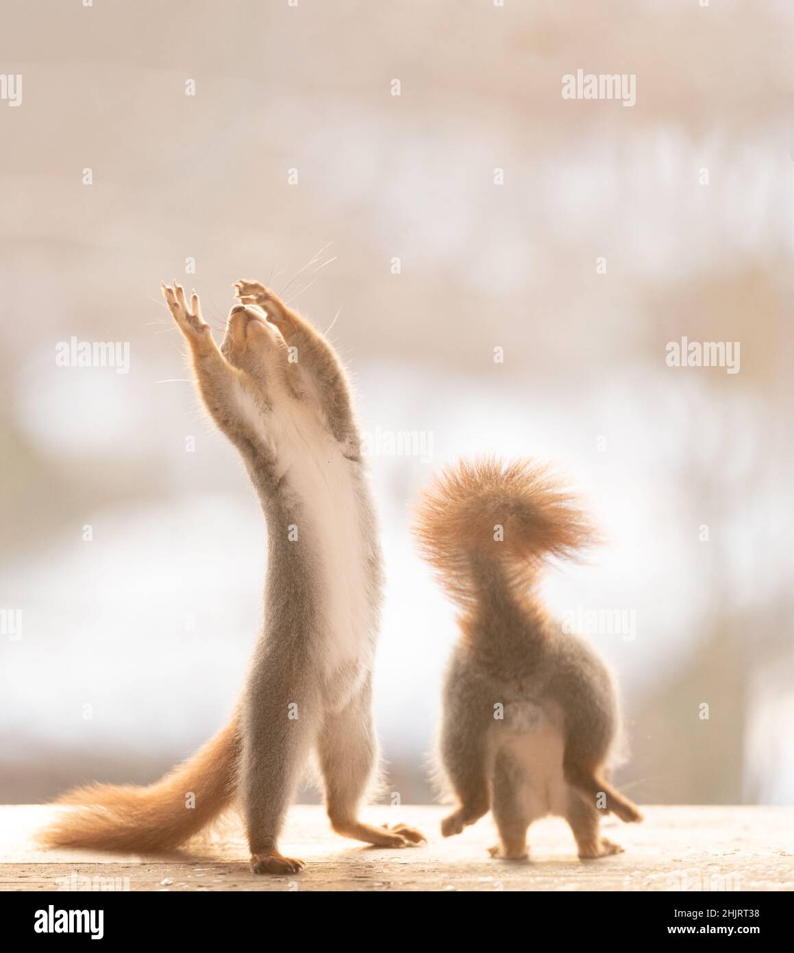 Jumping squirrels hi-res stock photography and images - Alamy