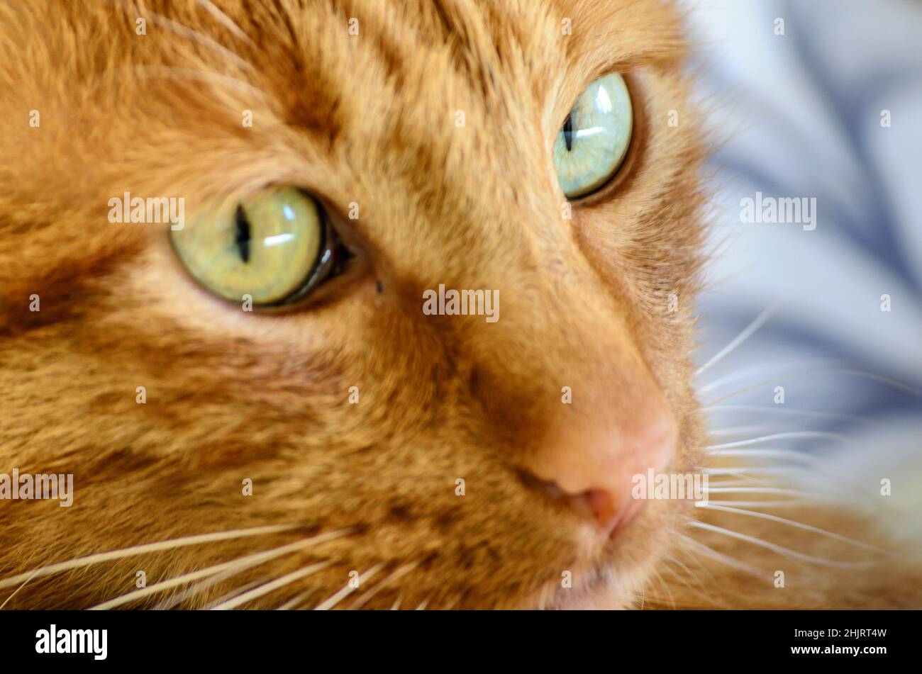 Macro eyes hi-res stock photography and images - Alamy