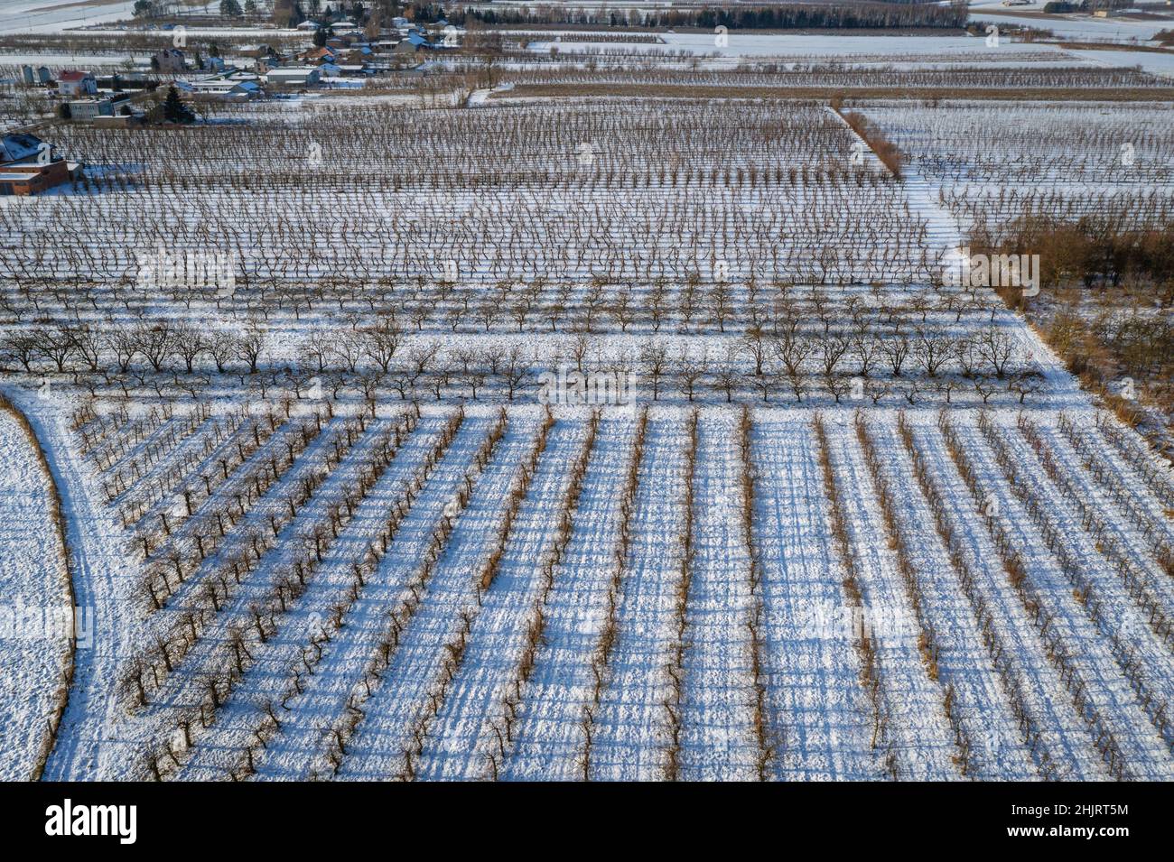 Aerial view apple orchard in hi-res stock photography and images - Alamy