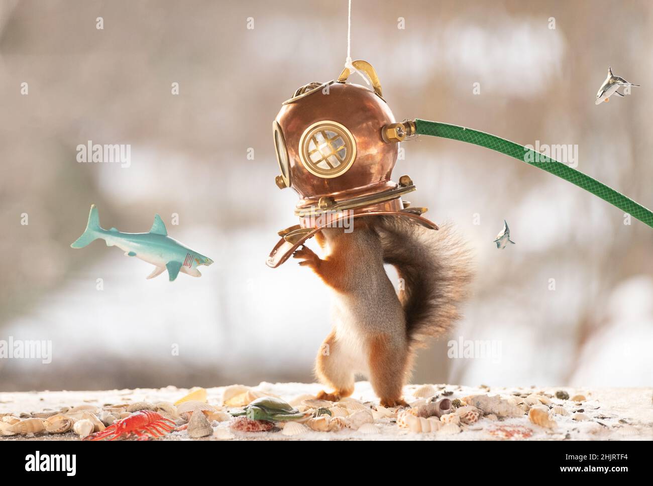 Shark helmet hi-res stock photography and images - Alamy