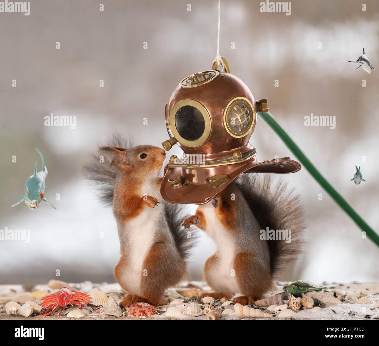 Shark red helmet hi-res stock photography and images - Alamy