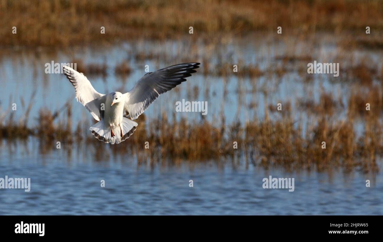 Black Headed Gull in flight Stock Photo - Alamy