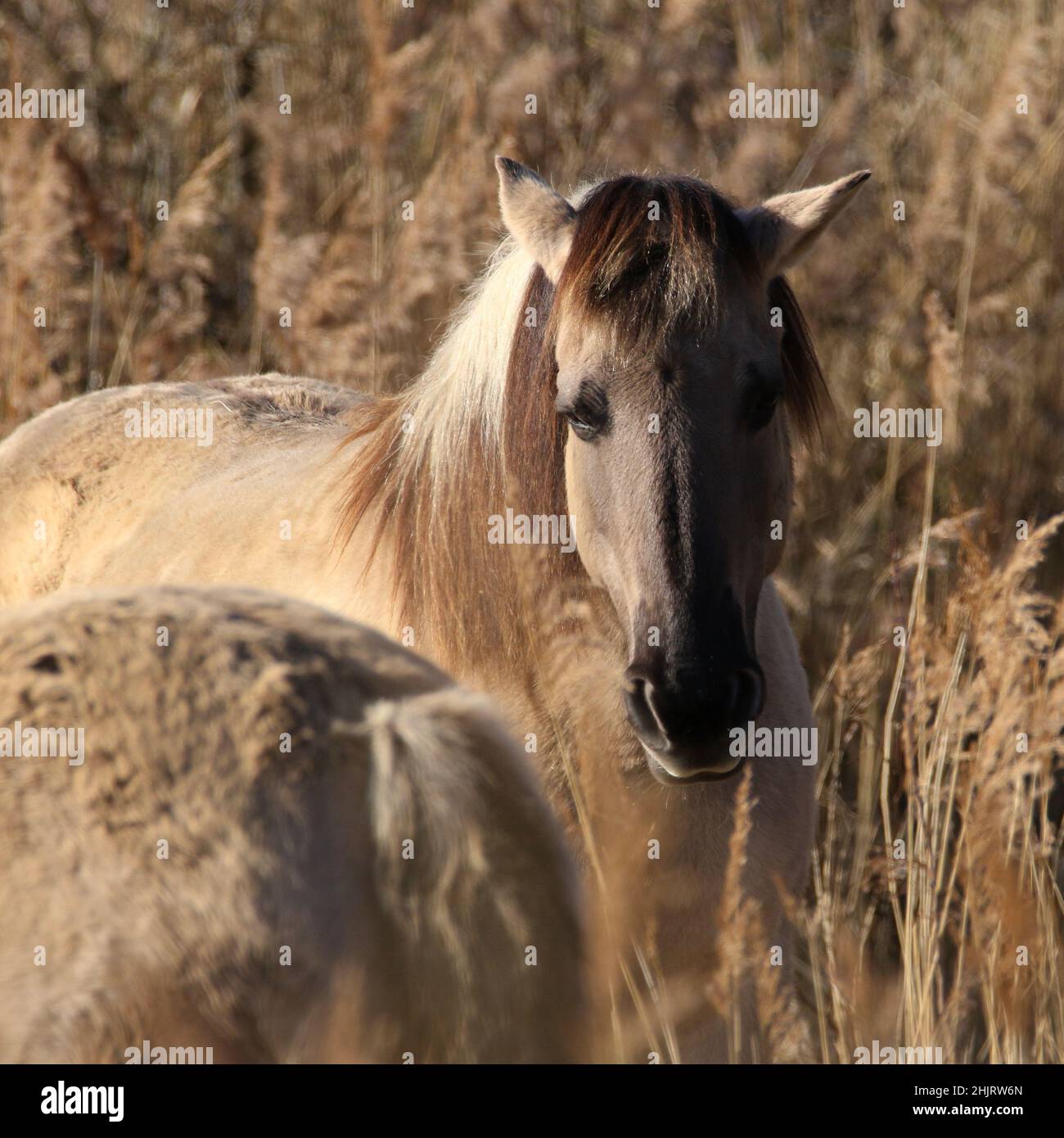 Konic horses hi-res stock photography and images - Alamy