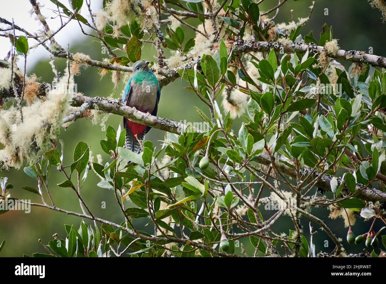 female Resplendent quetzal (Pharomachrus mocinno) on a wild avocado ...