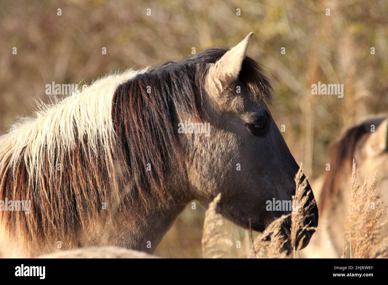 Konic horses hi-res stock photography and images - Alamy
