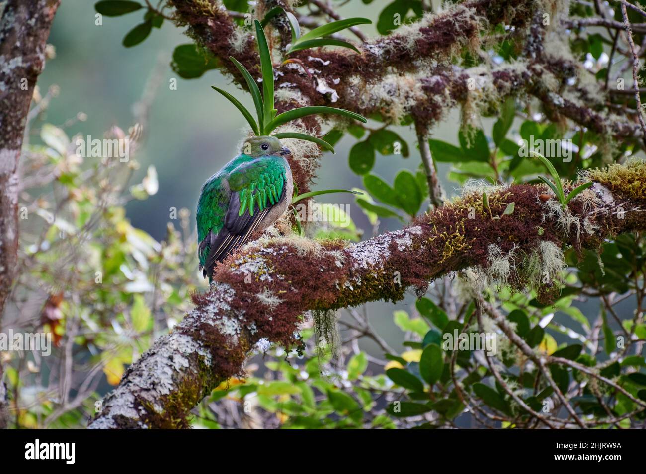 female Resplendent quetzal (Pharomachrus mocinno) on a wild avocado ...