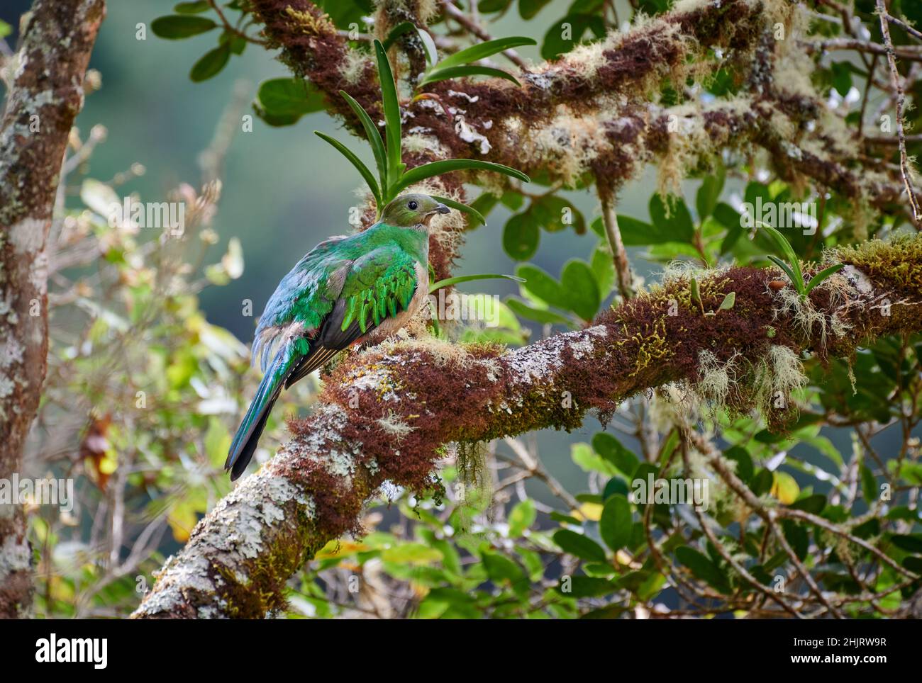 female Resplendent quetzal (Pharomachrus mocinno) on a wild avocado ...