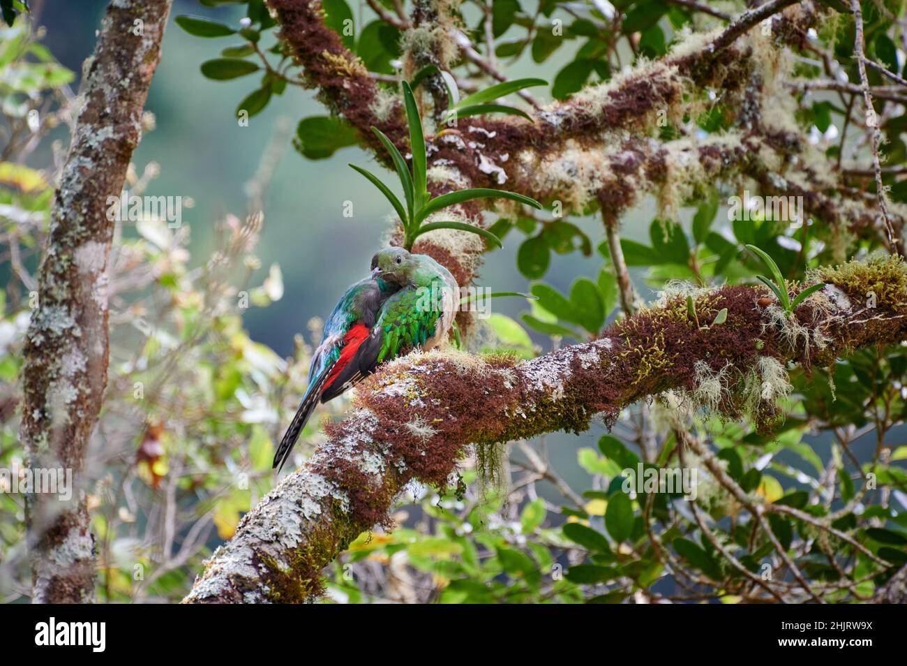 female Resplendent quetzal (Pharomachrus mocinno) on a wild avocado ...