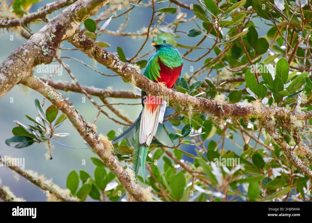 brightly colorful male Resplendent quetzal (Pharomachrus mocinno) on a ...