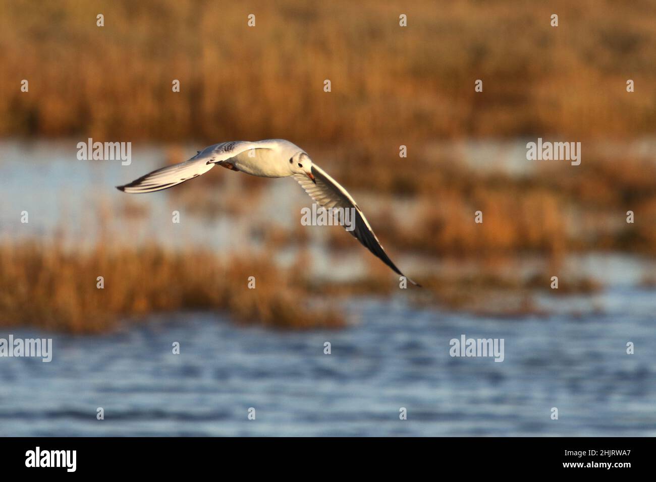 Black Headed Gull in flight Stock Photo - Alamy