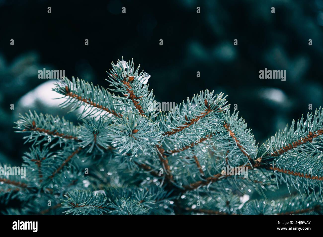 Melting tree hi-res stock photography and images - Alamy