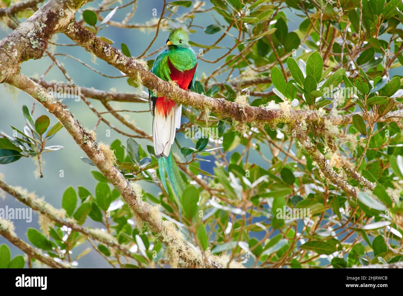 brightly colorful male Resplendent quetzal (Pharomachrus mocinno) on a ...