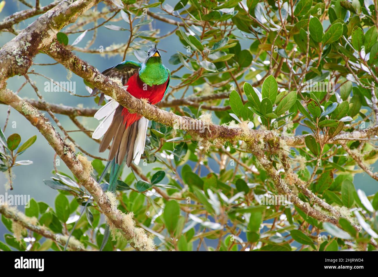 brightly colorful male Resplendent quetzal (Pharomachrus mocinno) on a ...