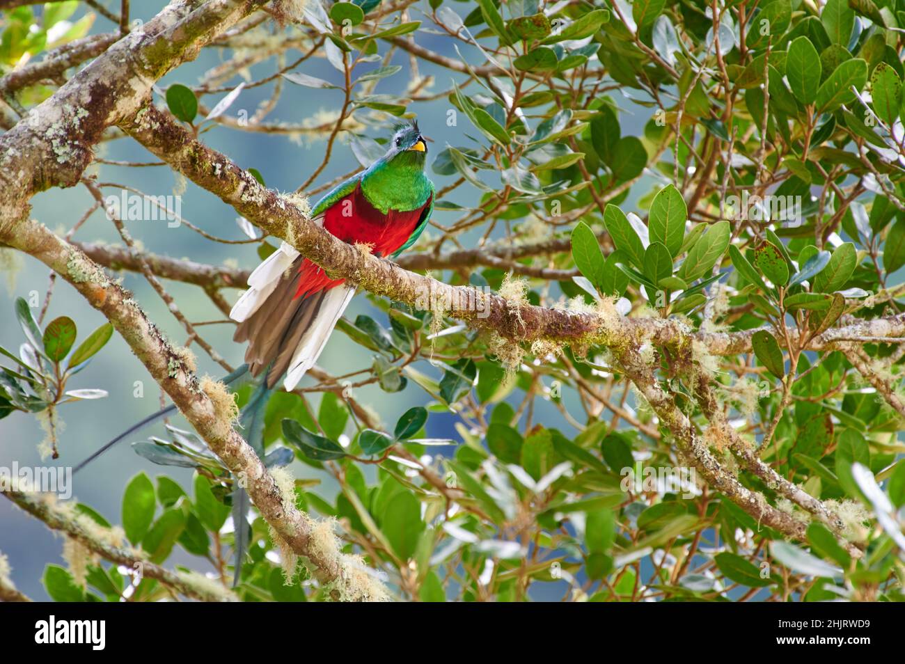 brightly colorful male Resplendent quetzal (Pharomachrus mocinno) on a ...