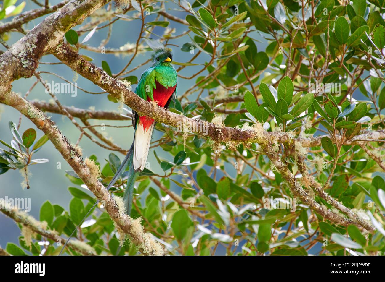 brightly colorful male Resplendent quetzal (Pharomachrus mocinno) on a ...