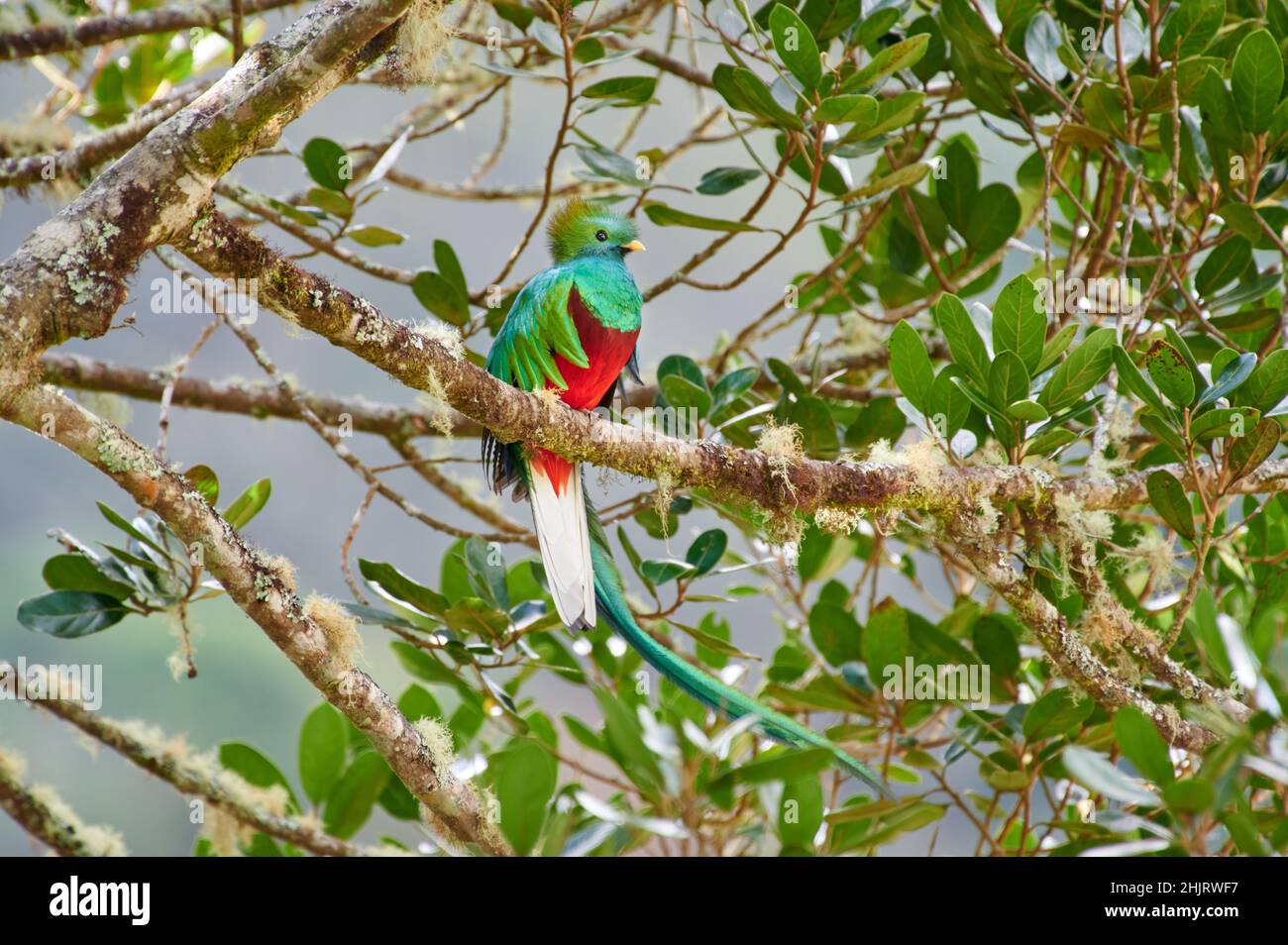 brightly colorful male Resplendent quetzal (Pharomachrus mocinno) on a ...