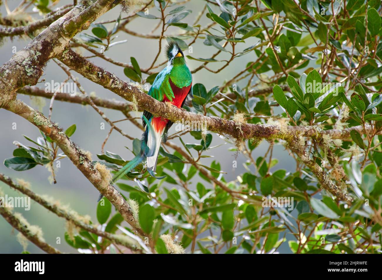 brightly colorful male Resplendent quetzal (Pharomachrus mocinno) on a ...