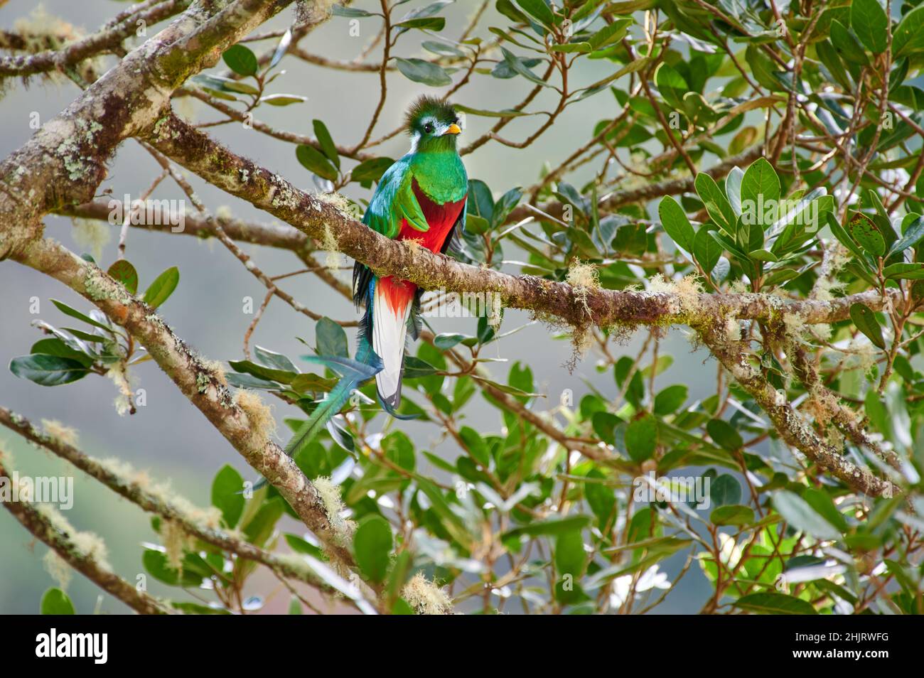 brightly colorful male Resplendent quetzal (Pharomachrus mocinno) on a ...