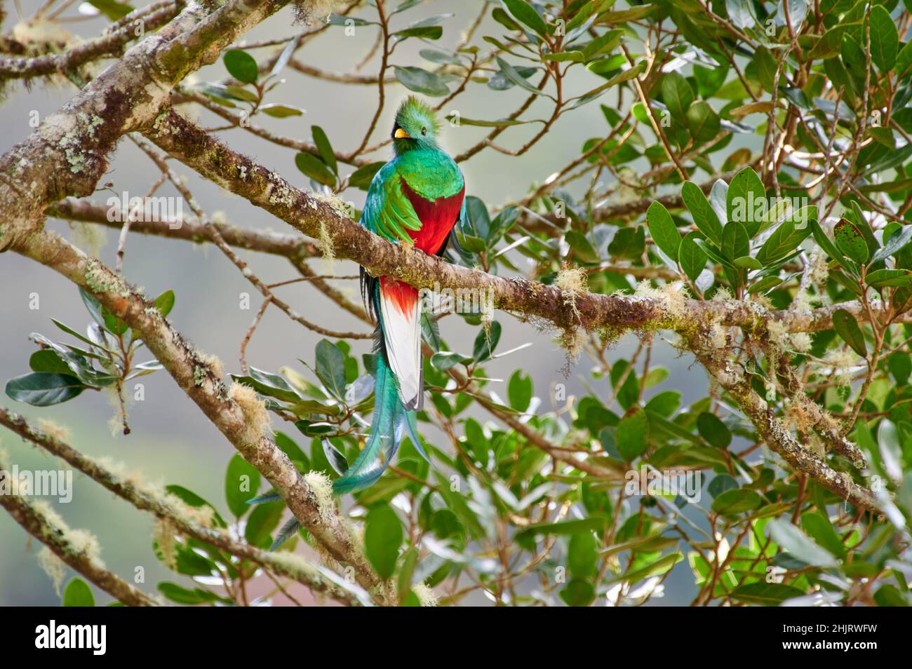 brightly colorful male Resplendent quetzal (Pharomachrus mocinno) on a ...