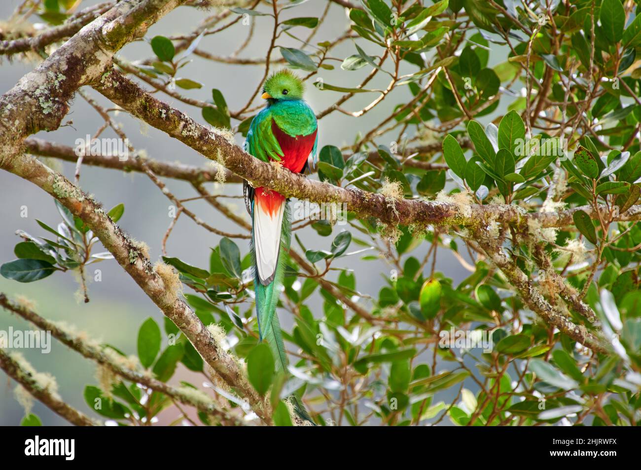 brightly colorful male Resplendent quetzal (Pharomachrus mocinno) on a ...