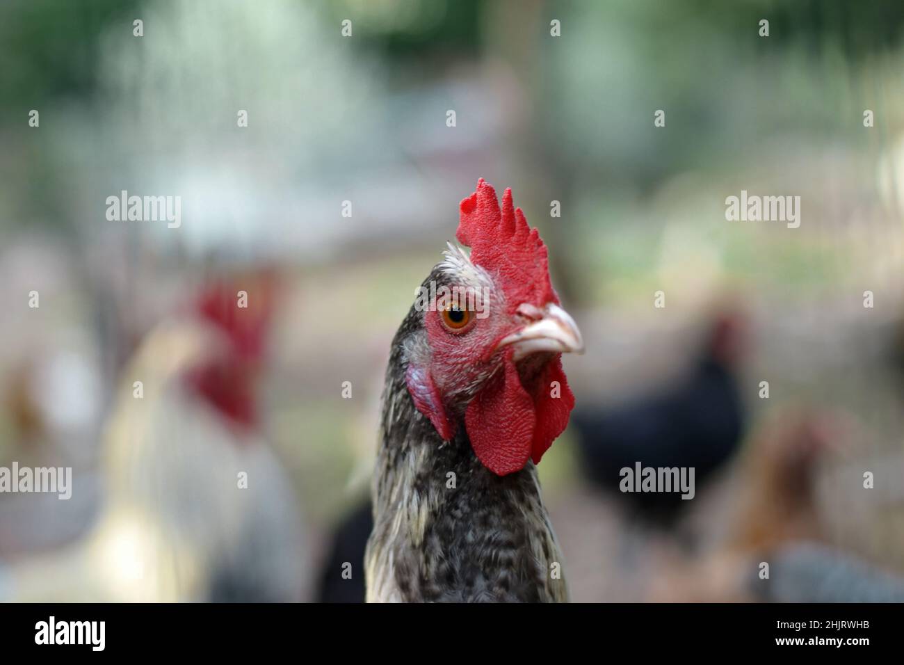 Chicken hen head close up.Close-up close-up detail of spotted hen ...