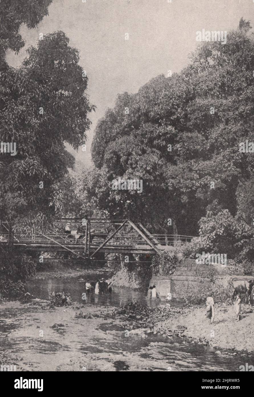 Mango-Trees beside a bridge in the Island of Upolu. Samoa (1923 Stock ...