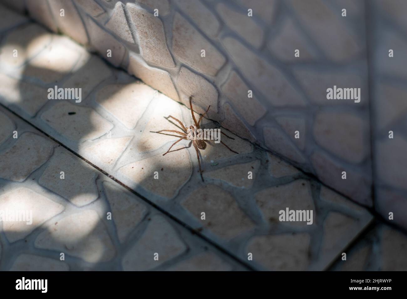 Crawling spider hi-res stock photography and images - Alamy