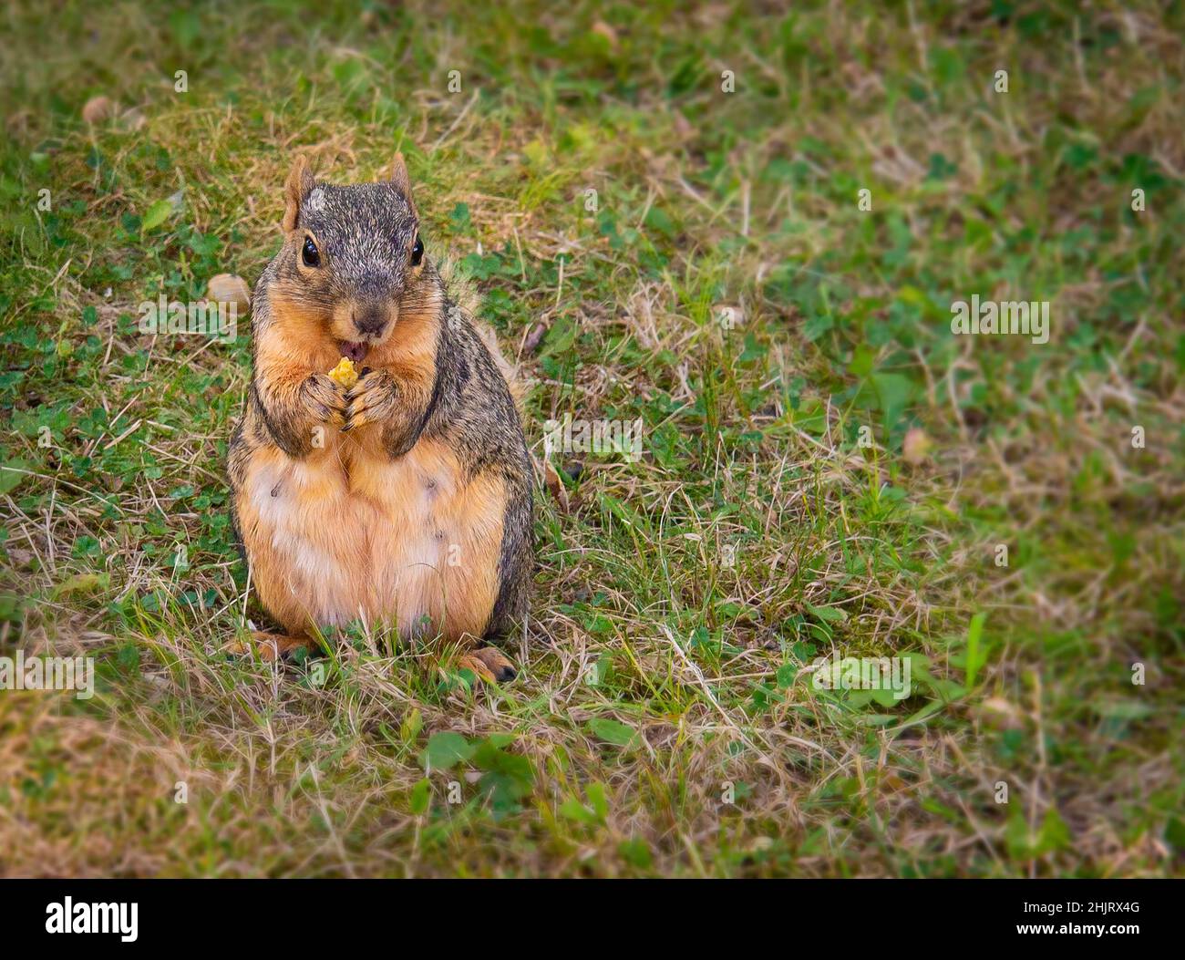 Squirrel on park lawn eating crumbs from campers Stock Photo - Alamy