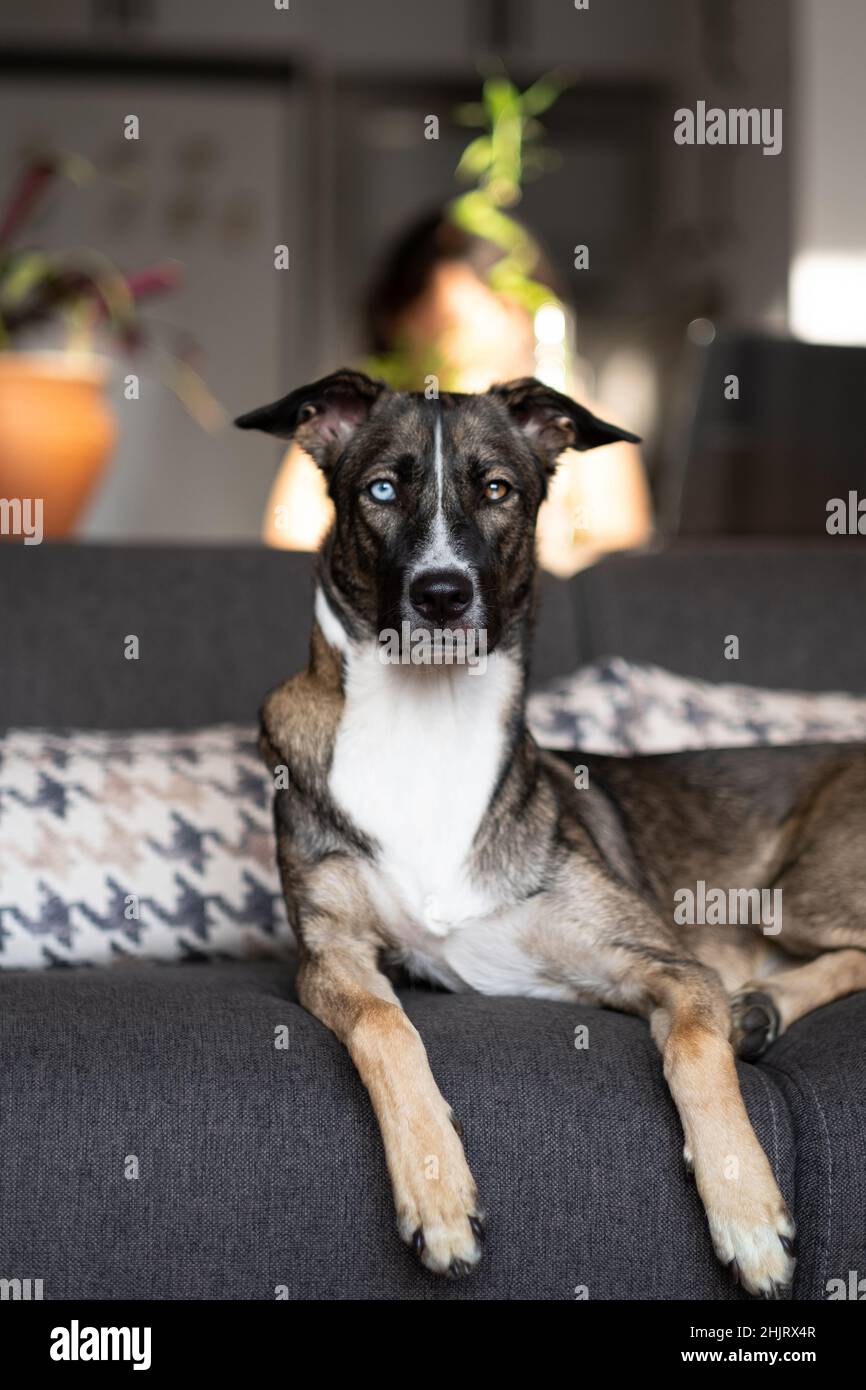 Goberian dog sitting on a couch at home, husky at home Stock Photo - Alamy