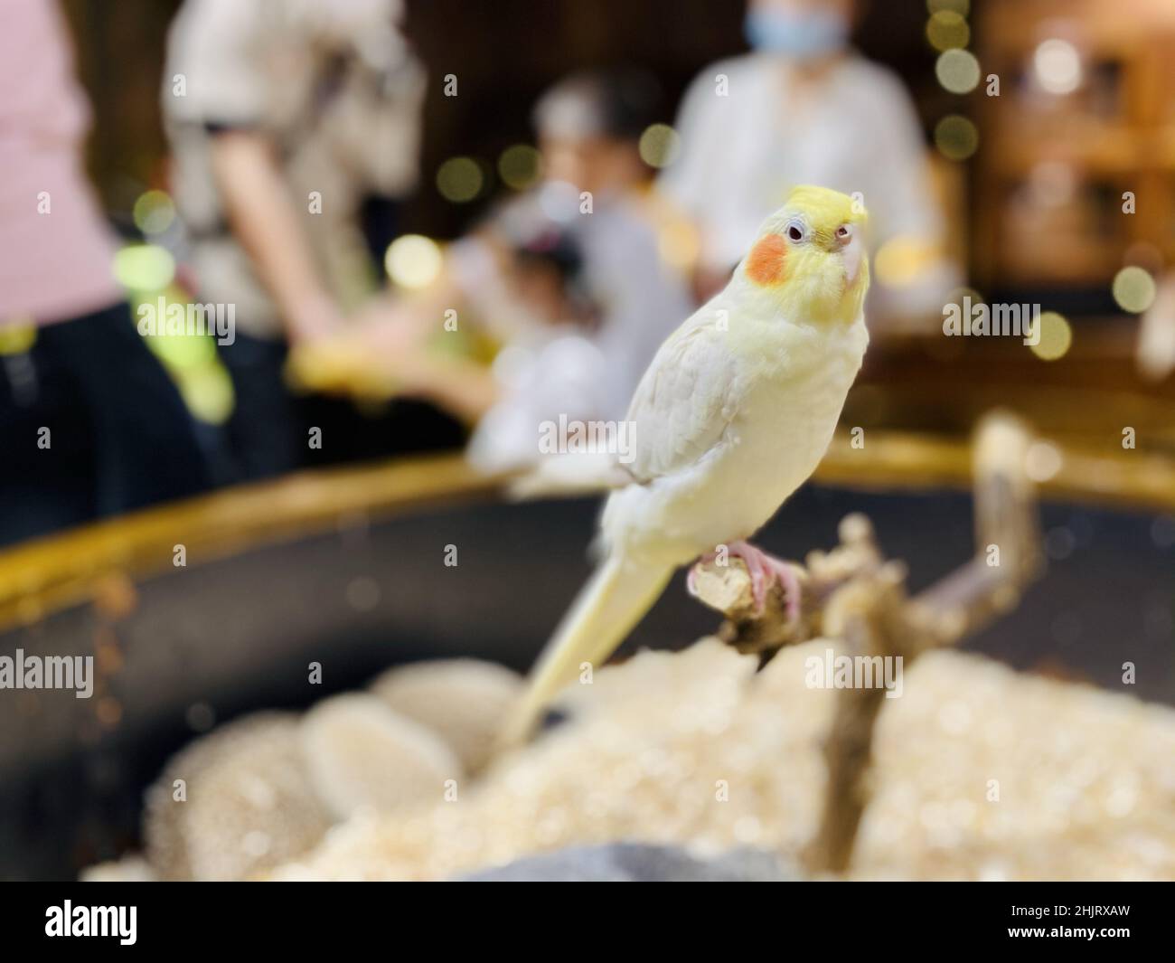 Photo of a corella bird and people in the blur background Stock Photo ...
