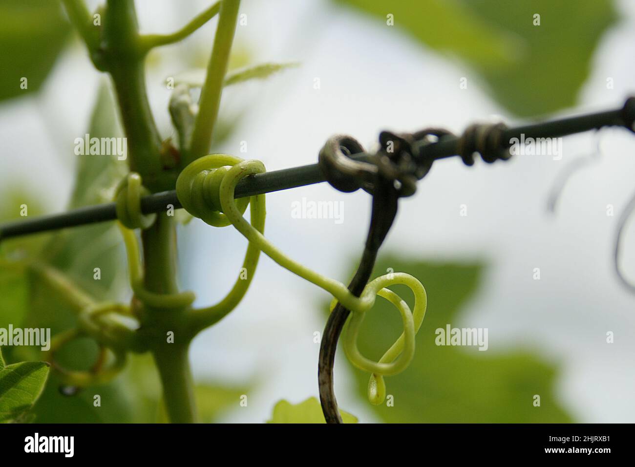 Macro of a green vines wrapped around a metallic rope on a blurry ...